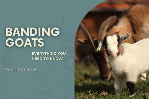 Banding Goats – Everything You Need to Know – Mineral Buffet by Little ...